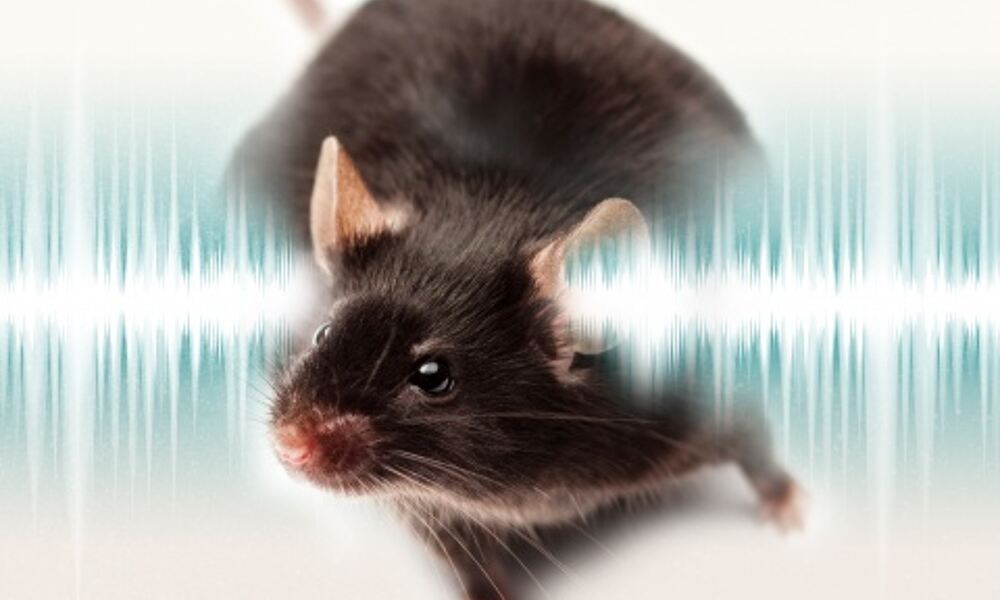 Генная терапия восстановила слух у мышей | 4everScience