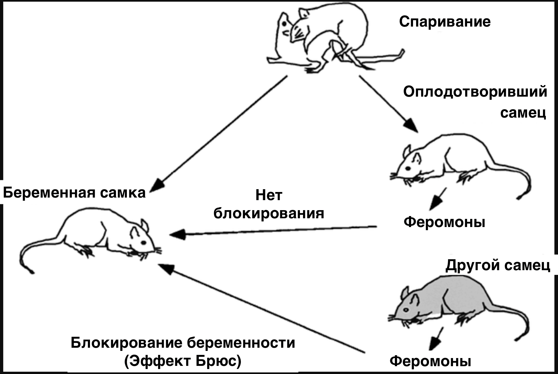 Эффект Брюс: Аборт у животных | 4everScience